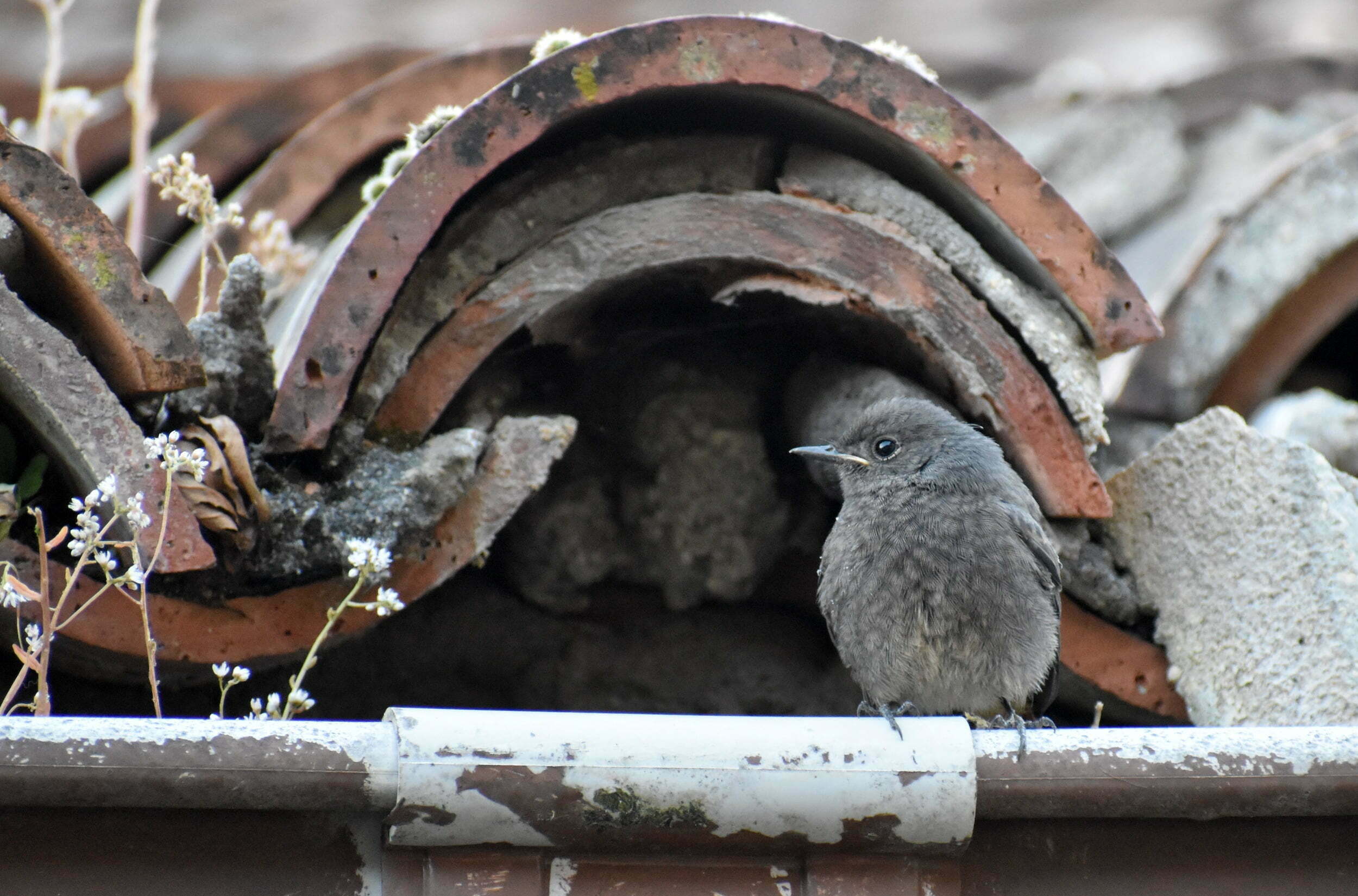 CONFINÉS ET EN QUARANTAINE - Vegan Milker